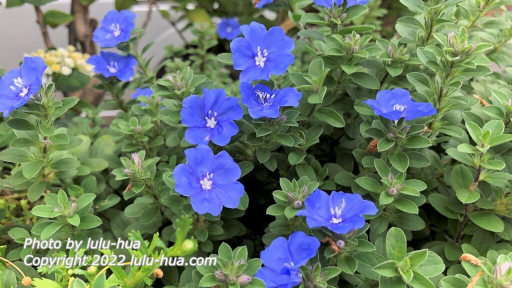 エボルブルス ’ブルーラグーン’-Evolvulus hybrid ‘Blue lagoon’ – LuLuhua Plants