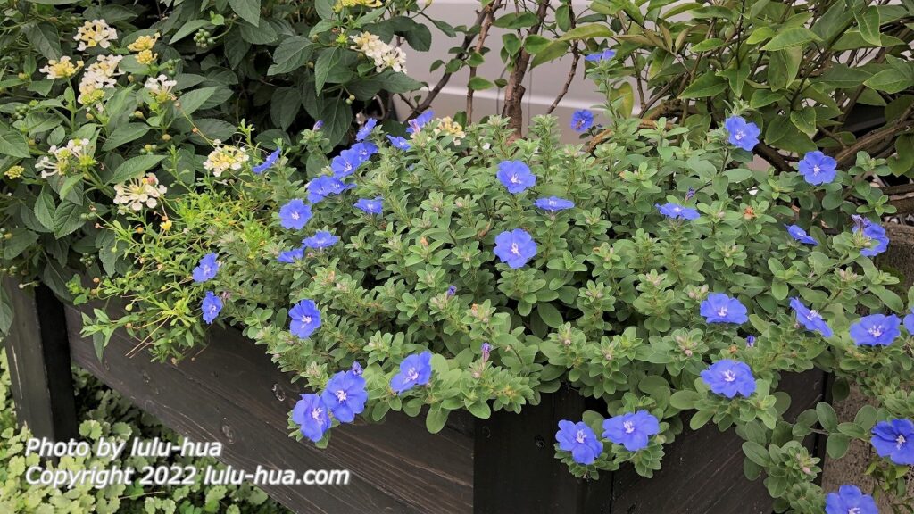 エボルブルス ’ブルーラグーン’-Evolvulus hybrid ‘Blue lagoon’ – LuLuhua Plants