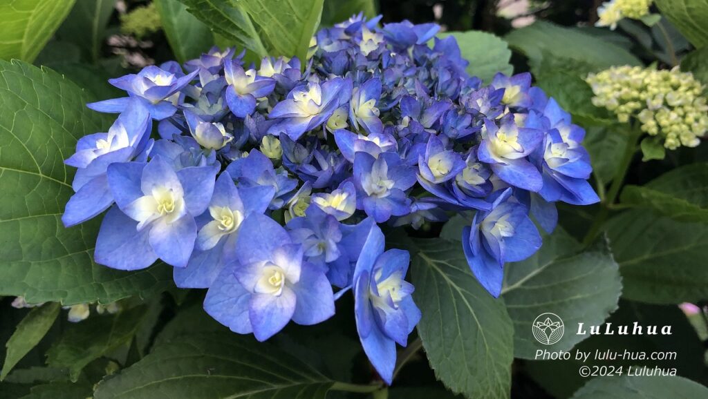 アジサイ’筑紫の風’-Hydrangea’CHIKUSHINOKAZE ‘ – LuLuhua Plants