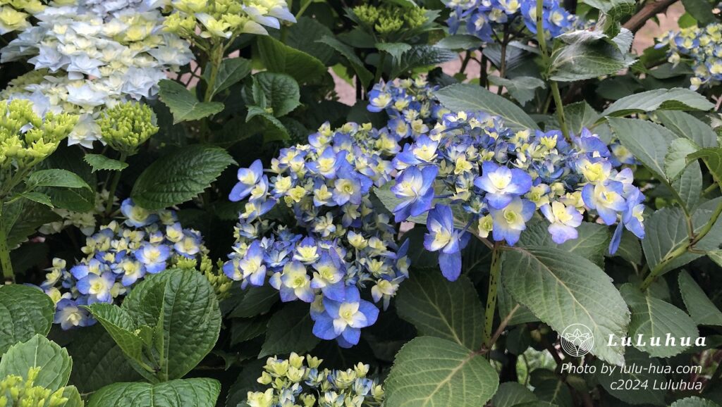 アジサイ’筑紫の風’-Hydrangea’CHIKUSHINOKAZE ‘ – LuLuhua Plants